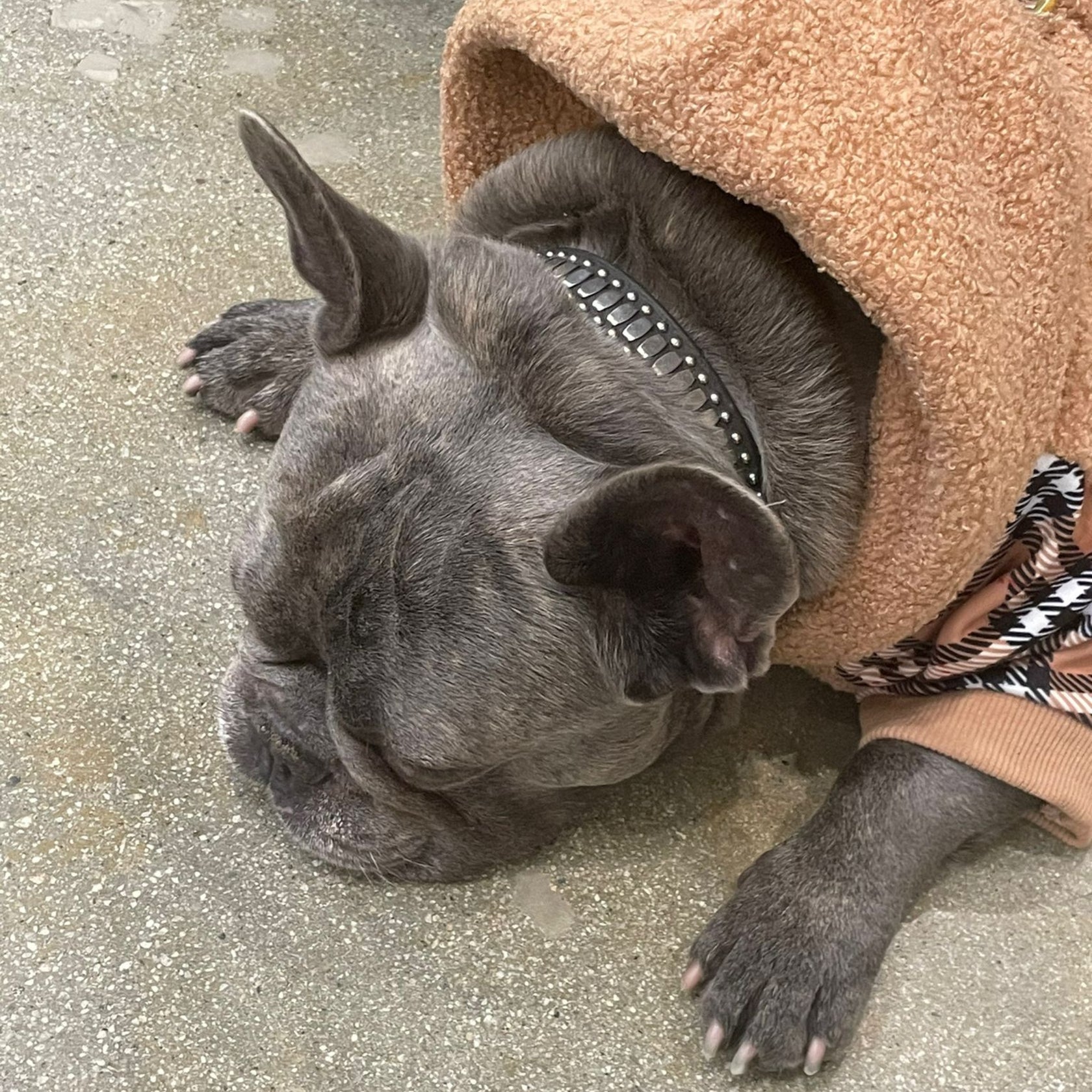 Concha 19" Dog Collars | Calleen Cordero